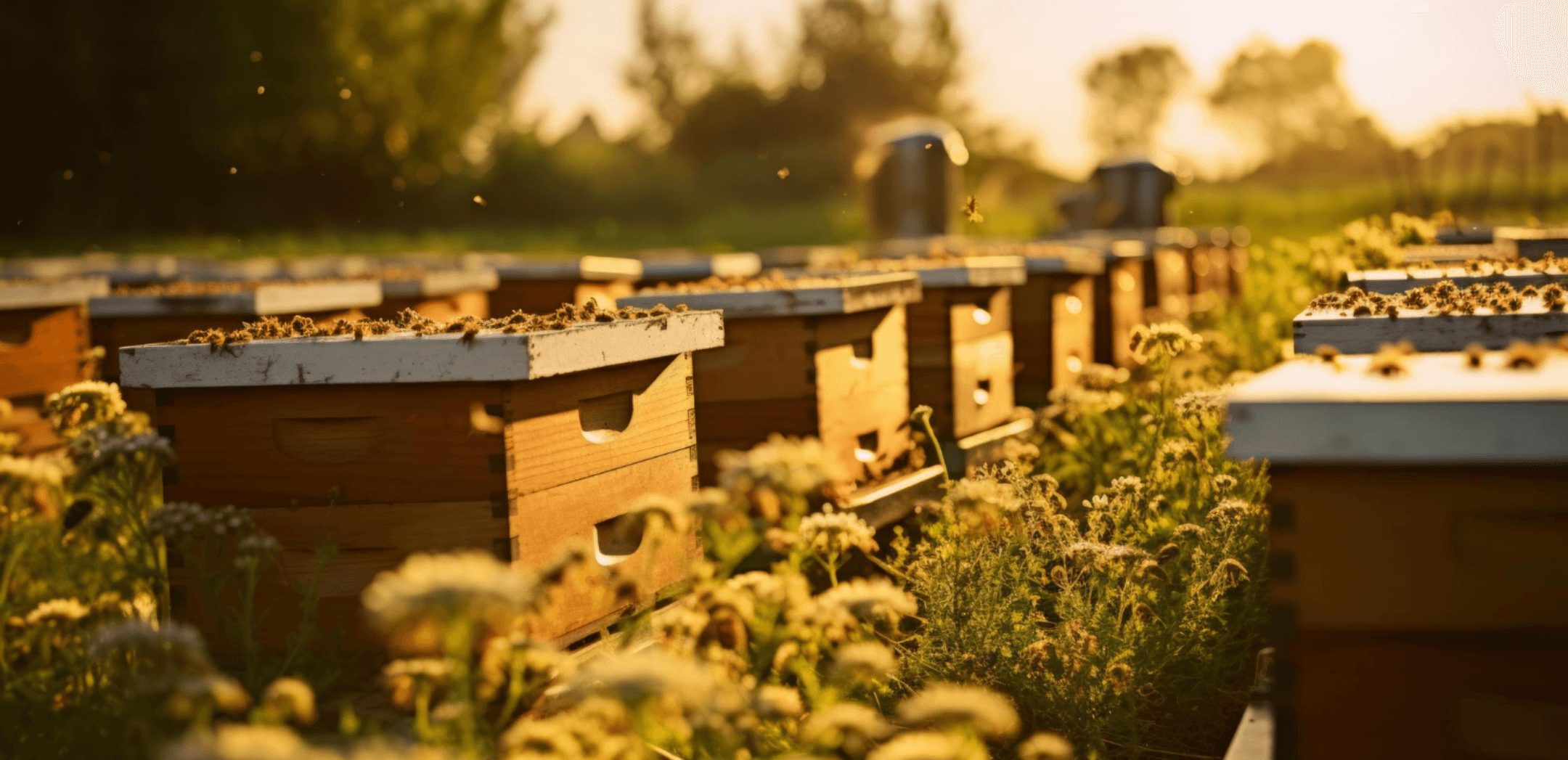 Our Story - HiveTown